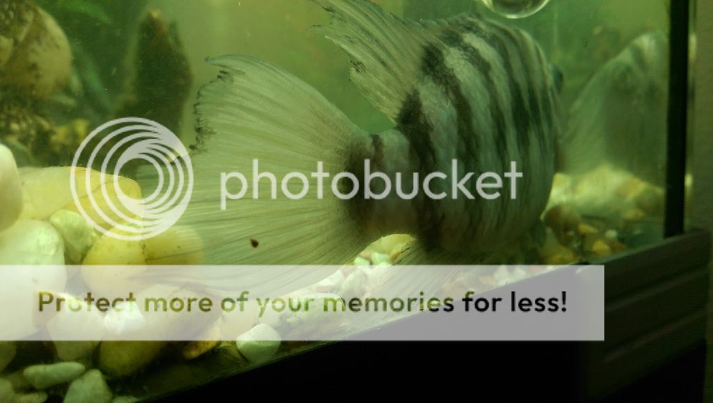 Convict cichlid - fin rot? | Cichlid Fish Forum